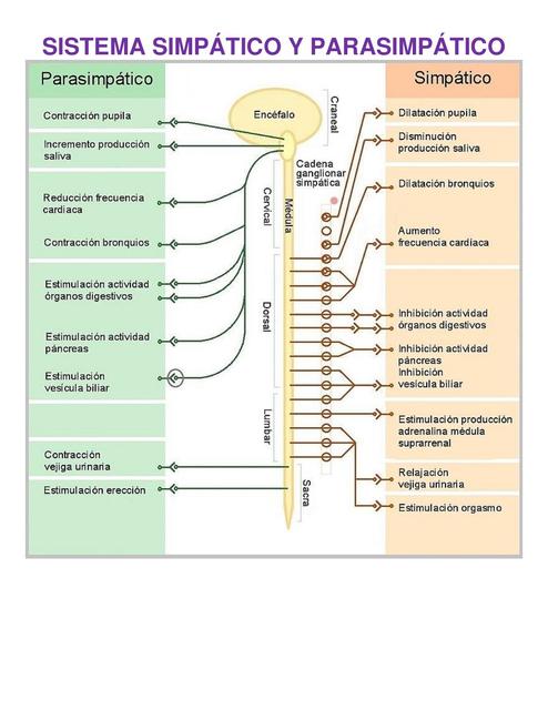Simpatico y Parasimpatico | YUDOC.ORG | uDocz