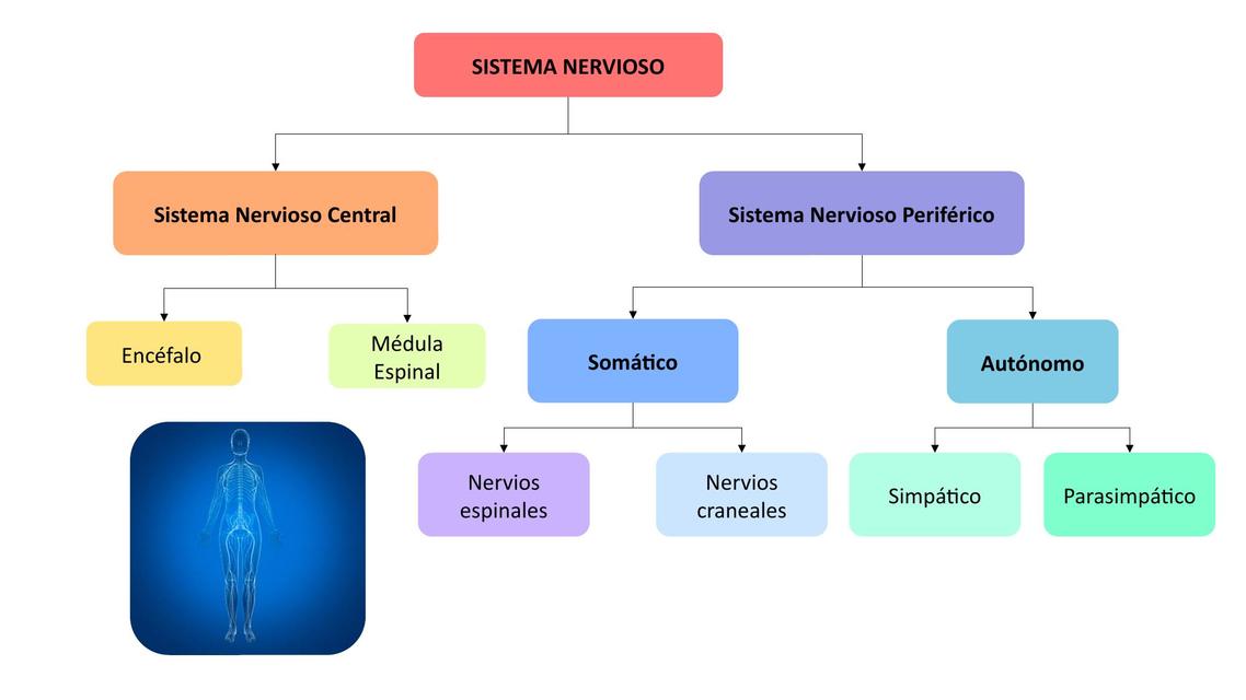 Sistema Nervioso Simpático y Parasimpático | YUDOC.ORG | uDocz