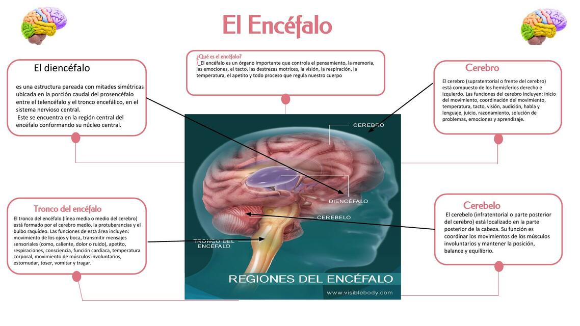 El Encéfalo | Lesly Ipanaque | uDocz