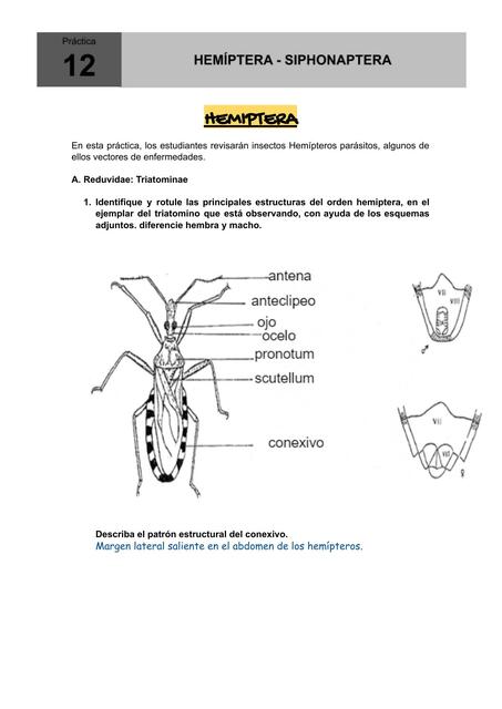 Hemíptera Siphonaptera | VANNIA SALAS | uDocz