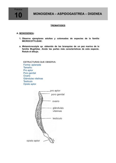 Monogenea- Aspidogastrea- Digenea | VANNIA SALAS | uDocz