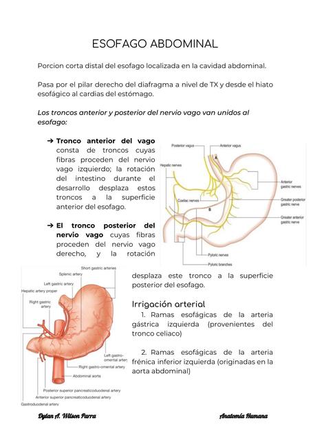 ESOFAGO ABDOMINAL | Dylan Antonio Wilson Parra | uDocz