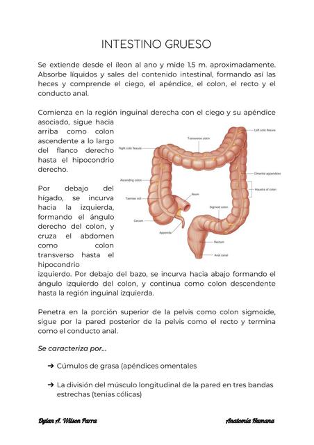 INTESTINO GRUESO