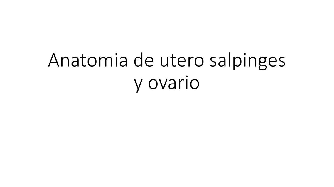 Anatomía de Utero | YUDOC.ORG | uDocz
