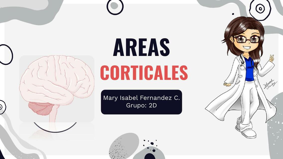 AREAS CORTICALES | Isabel Fernandez | uDocz