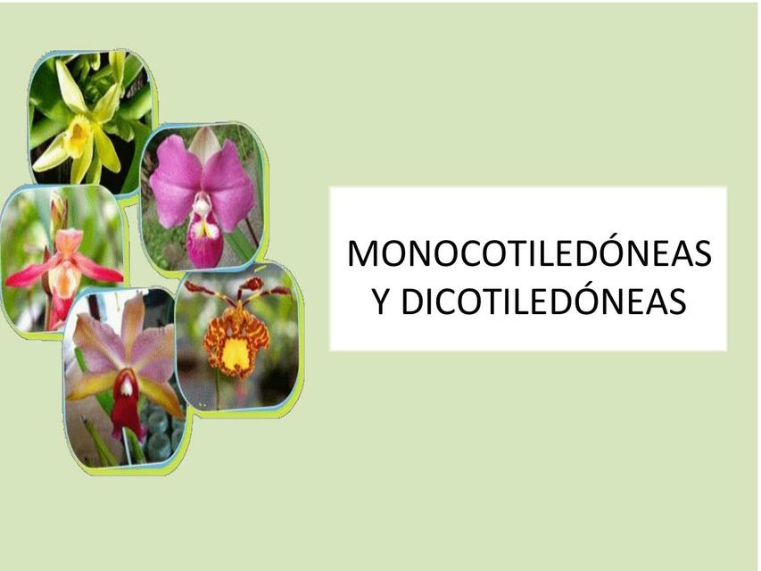 Monocotiledóneas y Dicotiledóneas | Agronomia | uDocz