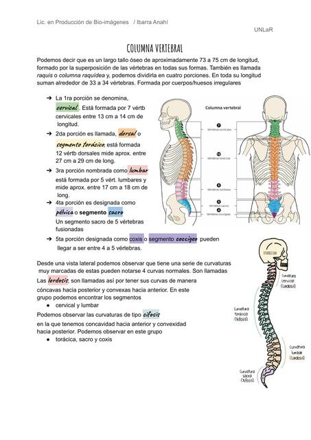 Flashcards de Columna Vertebral | Por Anahí Ibarra | uDocz