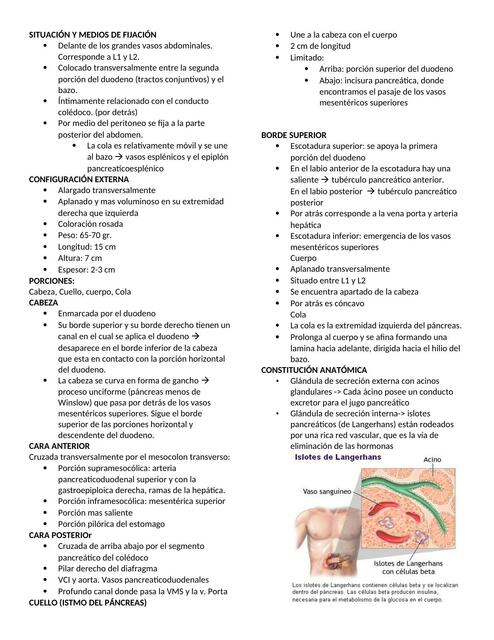 Pancreas | aaa | uDocz