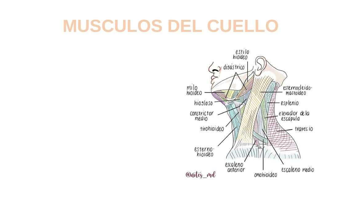 Musculos del cuello | Miguel sanchez | uDocz
