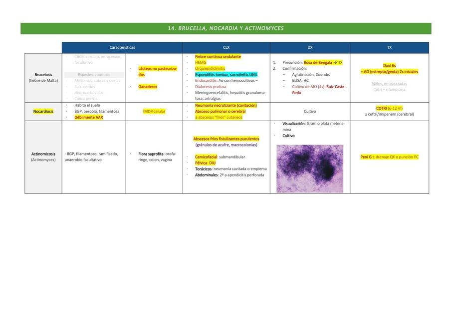 14 Brucella Nocardia y Actinomyces | RoseMedScience ( Rose Mary Favier ...