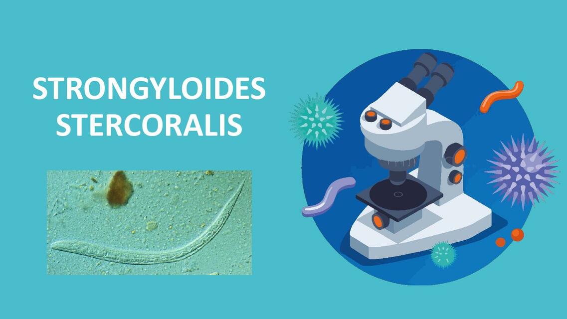 Resúmenes de Strongyloides stercoralis | Descarga apuntes de ...