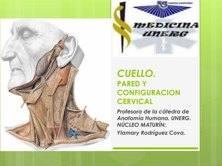 Cuello. Pared y Configuración Cervical | Jordana | uDocz