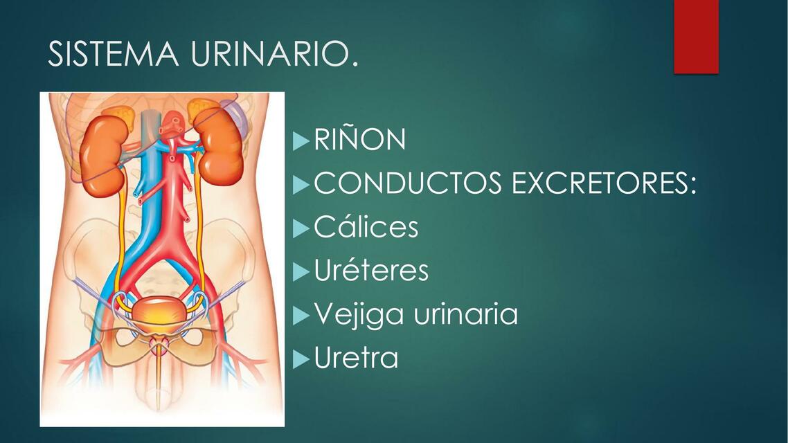 Sistema Urinario | Silver Black | uDocz