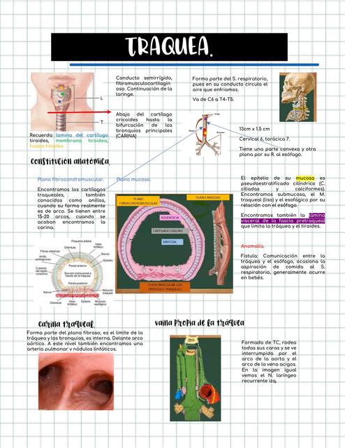 Tráquea y Bronquios | lena | uDocz