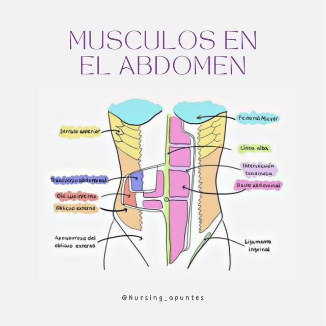 Musculo en el Abdomen | nursing apuntes | uDocz