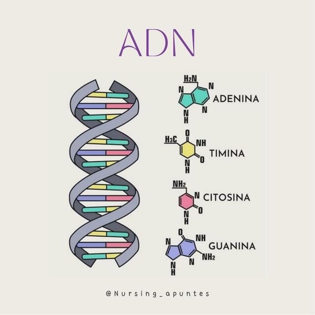 ADN | nursing apuntes | uDocz