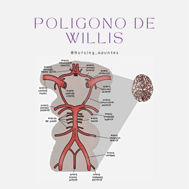 Polígono de Willis | nursing apuntes | uDocz