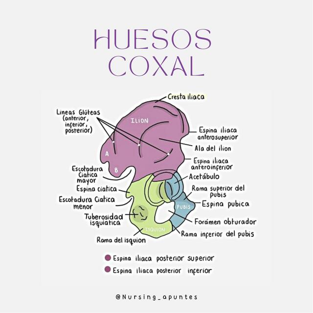 Huesos Coxal | nursing apuntes | uDocz