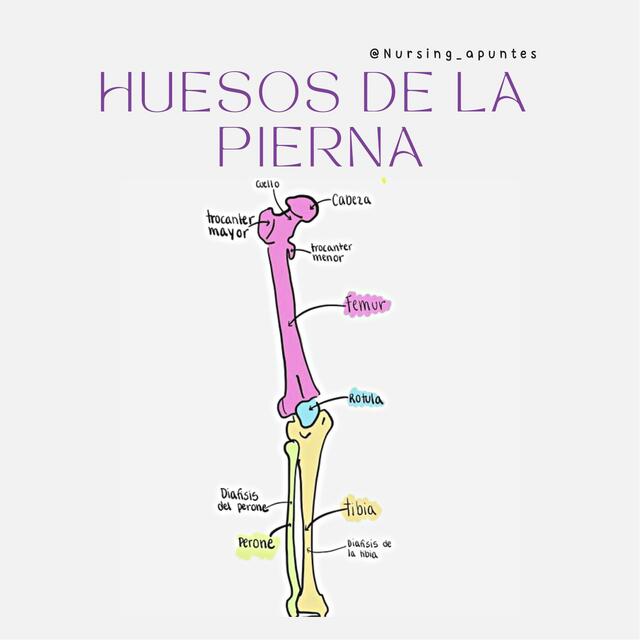 Huesos de la Pierna | nursing apuntes | uDocz