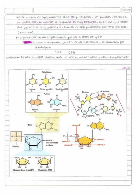 Adn y Arn | Laura María | uDocz