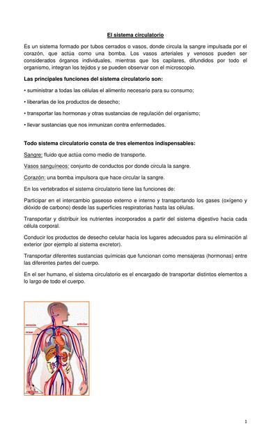 El sistema circulatorio | Ely Ale | uDocz
