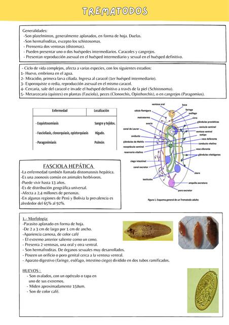 Trematodos | Sasha Galvez Castillo | uDocz