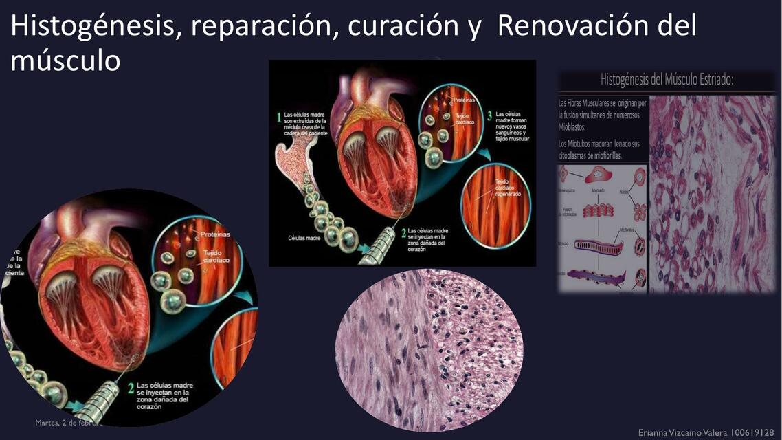 Histogenesis | Erianna Vizcaino valera | uDocz
