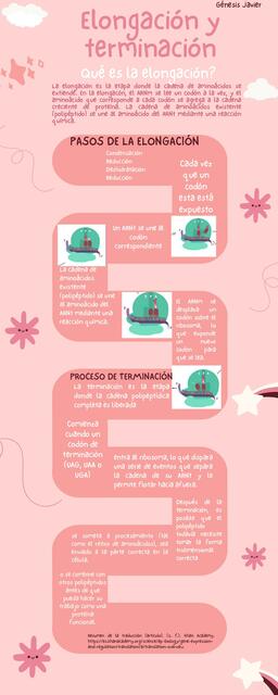 Elongación y Terminación | Génesis Marie Javier Polanco | uDocz