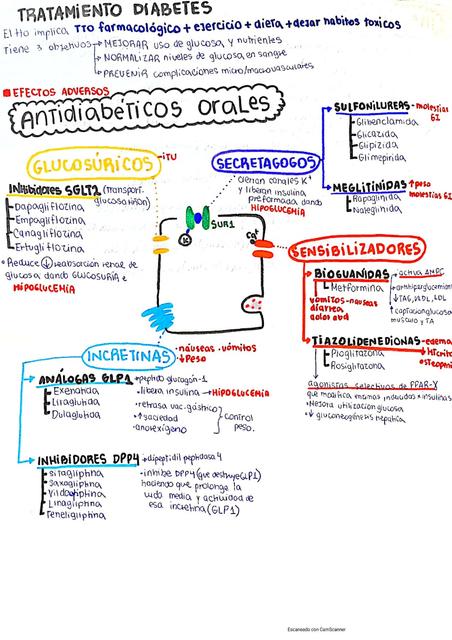 Resúmenes de Antidiabéticos orales | Descarga apuntes de Antidiabéticos ...