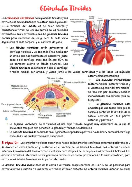 Anatomía de Tiroides | Dr. Castro | uDocz