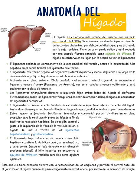 Anatomía y Procedimientos del Hígado | Dr. Castro | uDocz