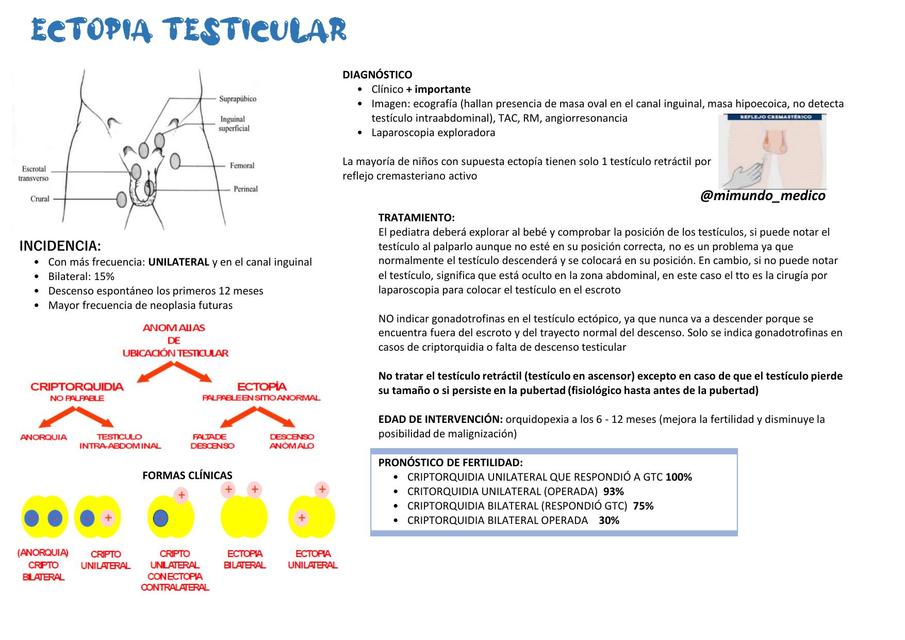 Ectopia Testicular | Laura | uDocz