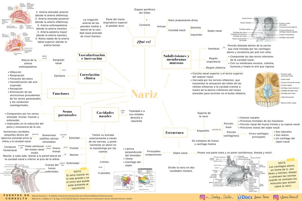 Anatomía de Nariz | Darling Doctor | uDocz