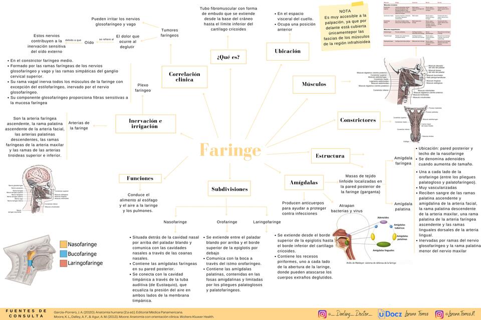 Anatomía de Faringe | Darling Doctor | uDocz