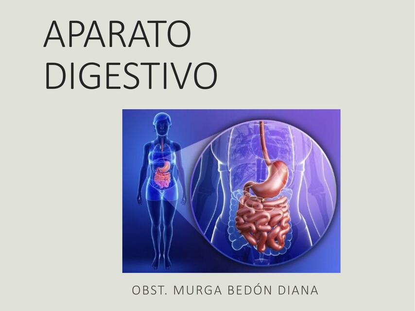 Aparato Digestivo | Andiely Dextre Albornoz | uDocz