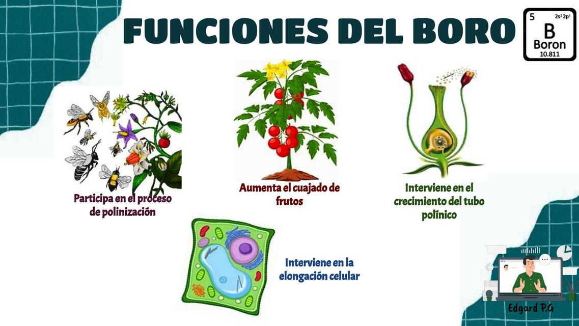 Funciones del Boro | Agronomia | uDocz