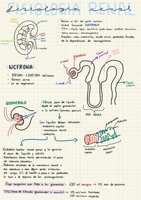 Fisiología Renal | Amanda Tello | uDocz