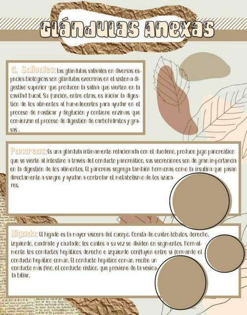 Glándulas Anexas | k o r i | uDocz
