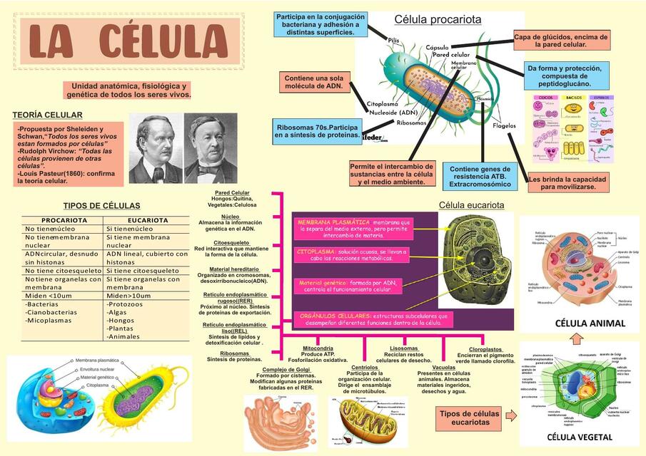 La Célula | GERALDINE RUIZ | uDocz