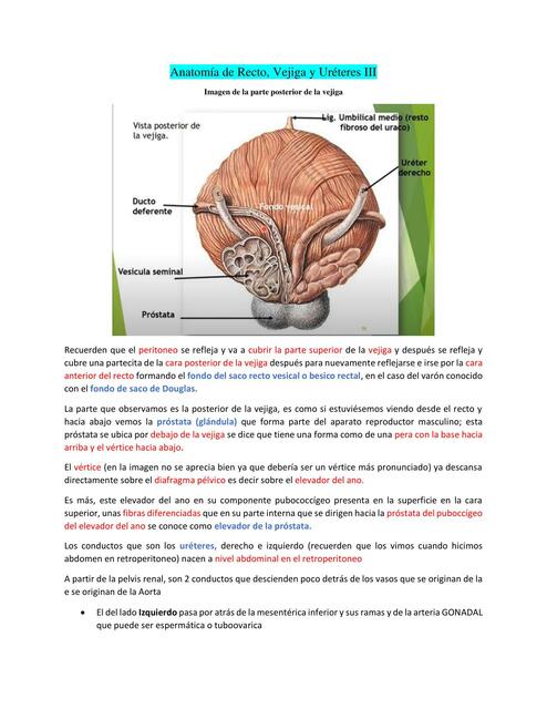 PARTE 3 RECTO VEJÍGA Y URETERES | zarai zamata | uDocz