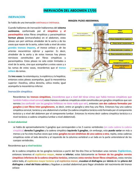 Inervación del abdomen | zarai zamata | uDocz