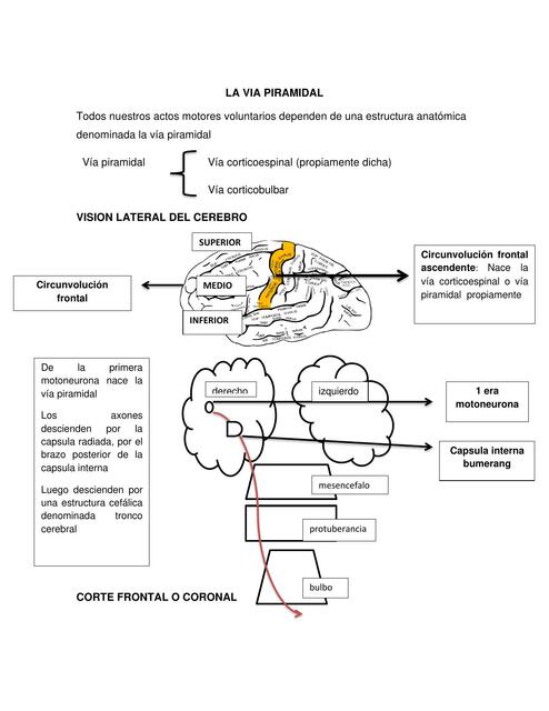 La Vía Piramidal | Luisa Melani Garrón | uDocz