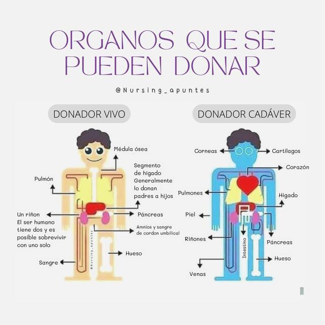 Órganos que se pueden Donar | nursing apuntes | uDocz