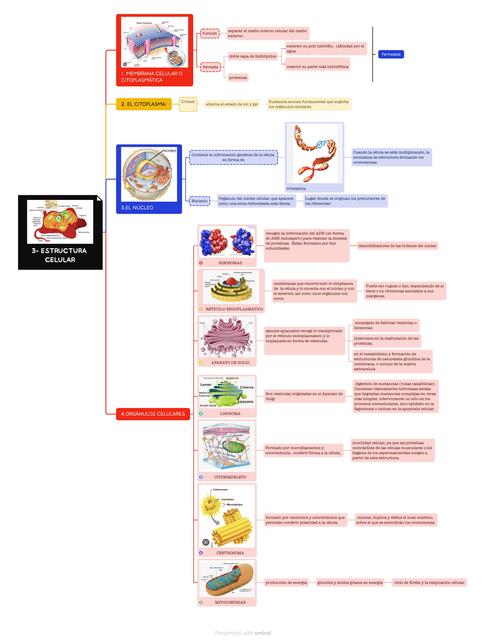 Estructura celular | María | uDocz