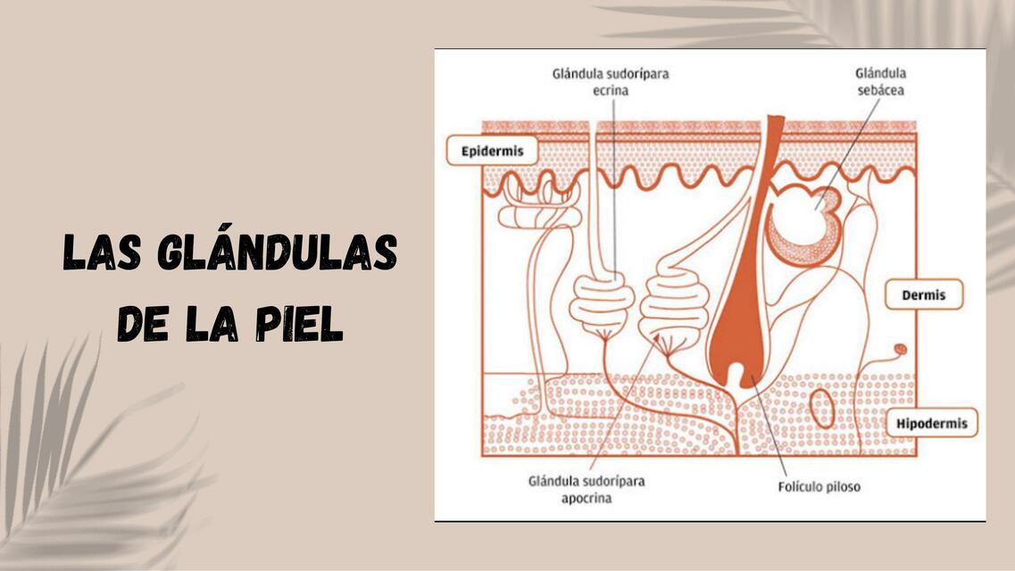 Las Glándulas de la Piel | Yoshanira Mamani | uDocz