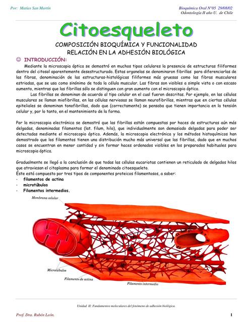 Citoesqueleto | YUDOC.ORG | uDocz