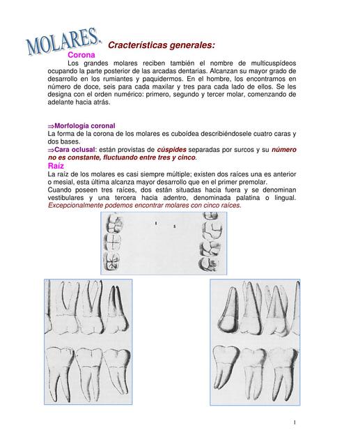 Dientes Molares Permanentes | YUDOC.ORG | uDocz