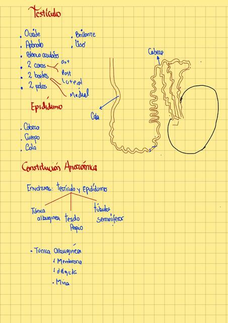 Gónadas masculinas Anatomía | Mizonamédica | uDocz