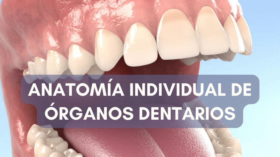 Anatomía Individual de Órganos Dentarios | Palafox Gonzalez Rosa | uDocz