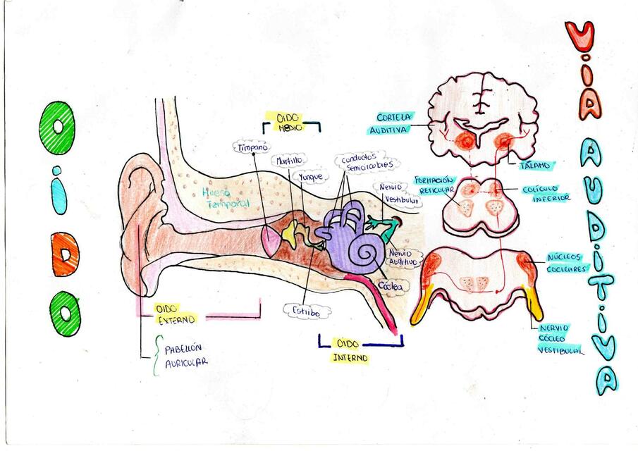 Audición | Diana Conde | uDocz